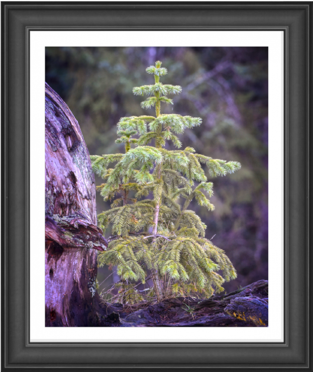 Baby Pine - House of Arts